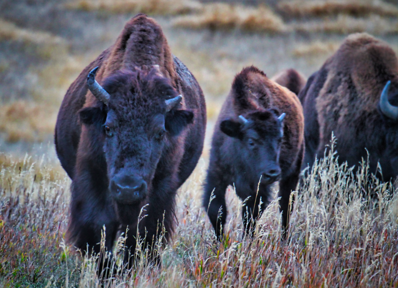 Bison are Celebrating in Grand Canyon National Park! – Voyages Near and Far